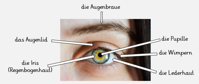 lademo: Unsere Sinne & Sinnesorgane