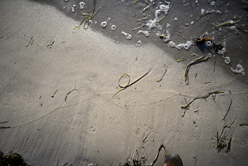 Ostseetypografie Teil 9 - Seegras-Typografie 2022